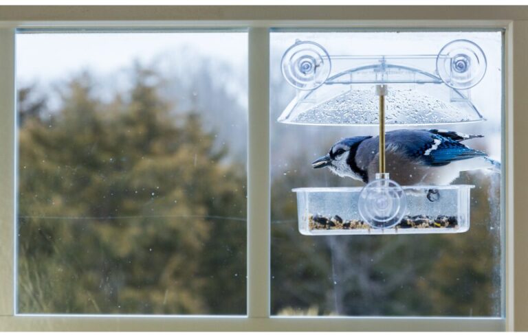 Bird-Friendly Glass Is Making Homes More Eco-Friendly: Here's How